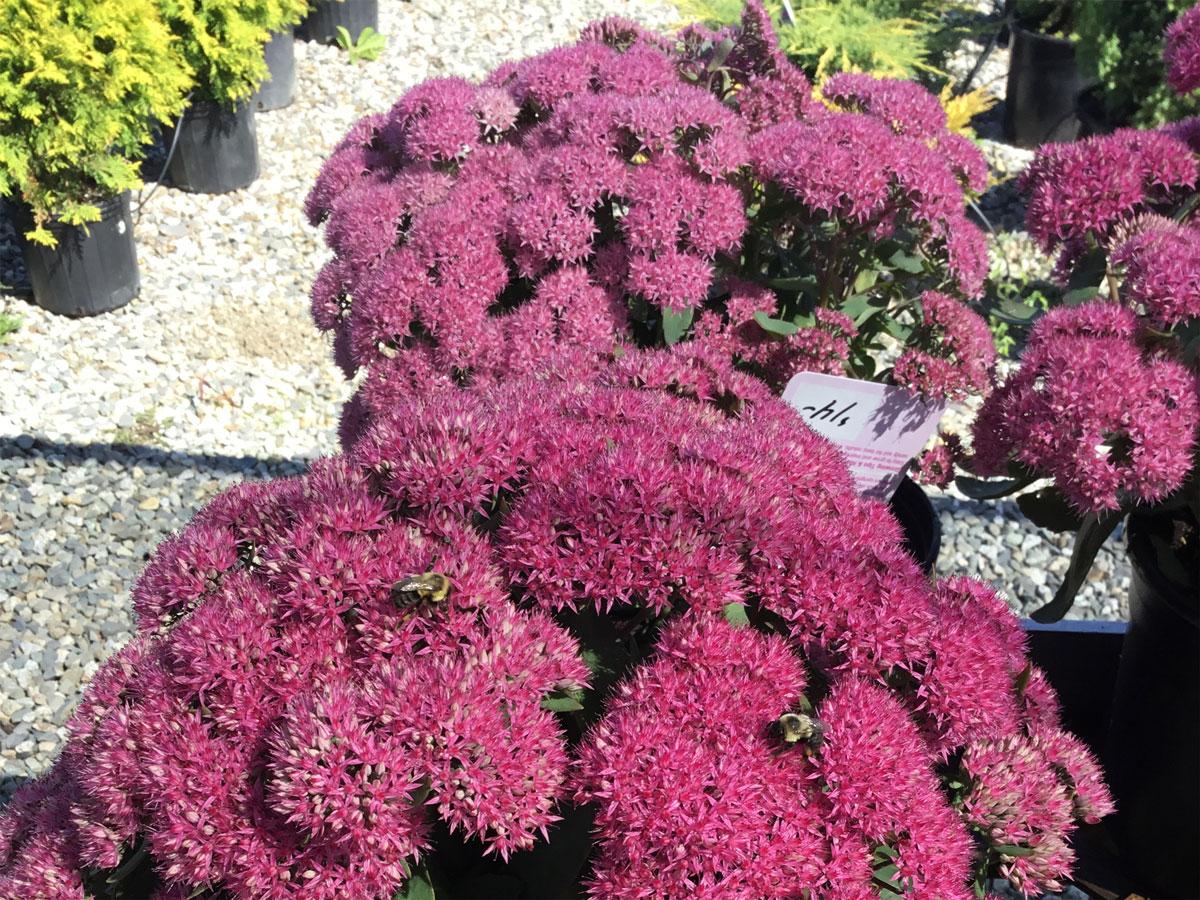 Affordable Landscaping Plants, Trees, and Shrubs | Madison ME ...